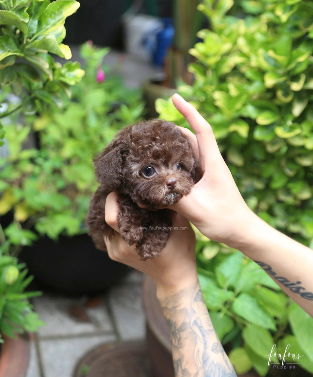 Mocha - Poodle F. – Foufou Puppies