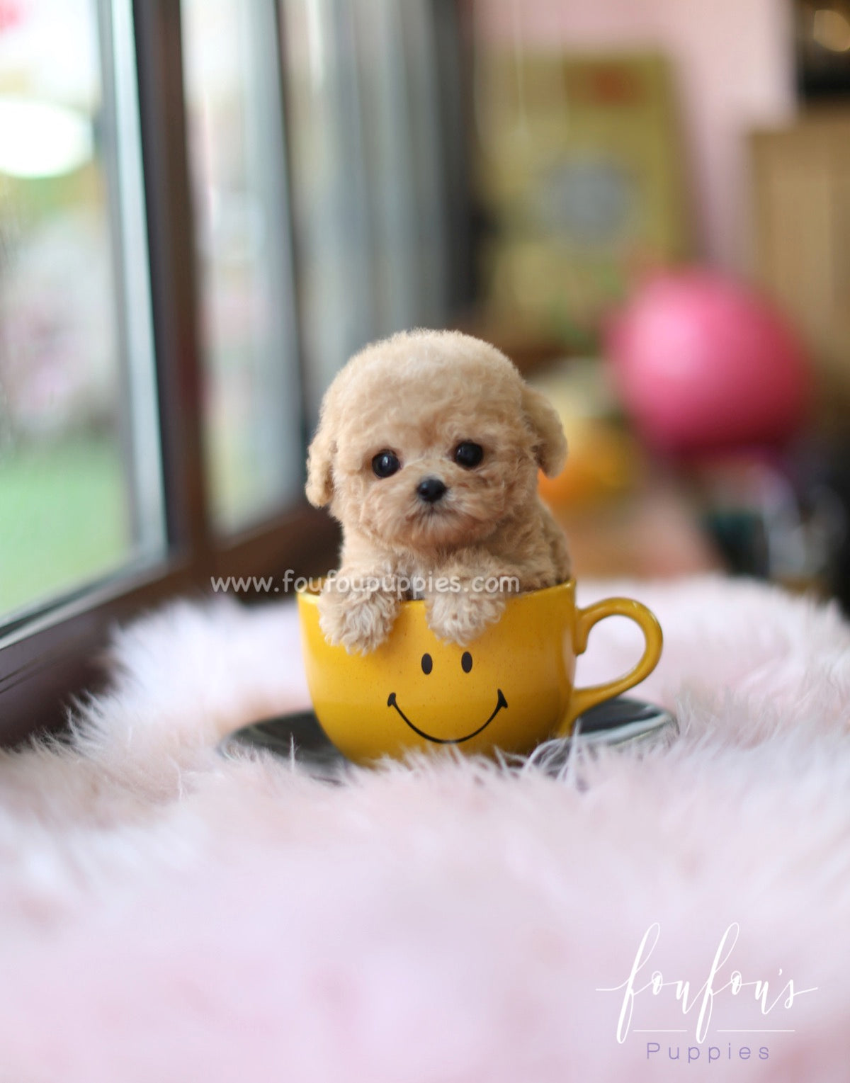 Yeti - Poodle M. – Foufou Puppies