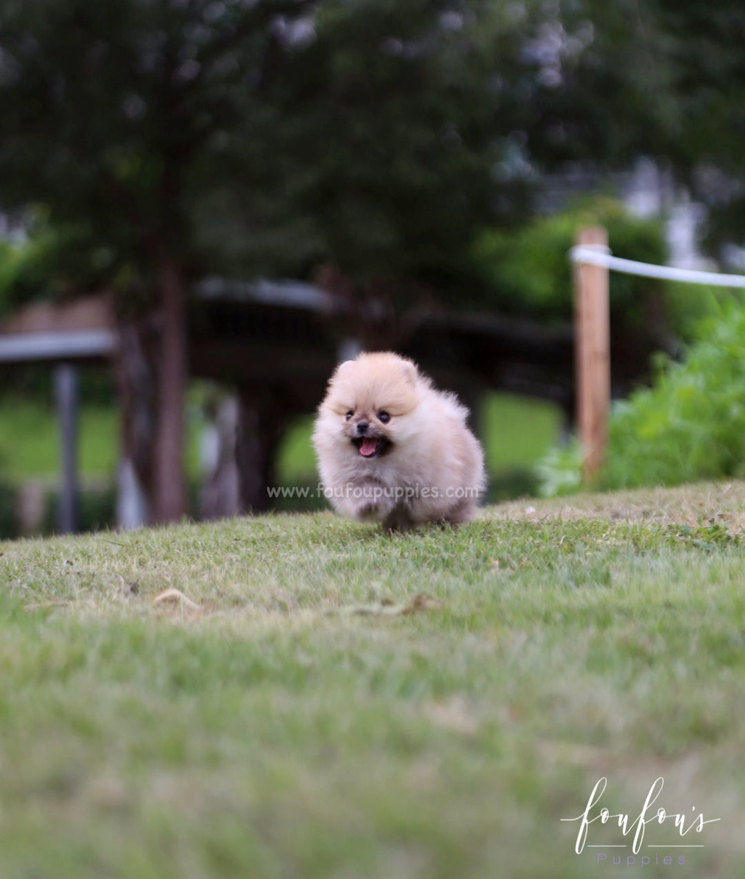 Cookie - Pomeranian F. – Foufou Puppies