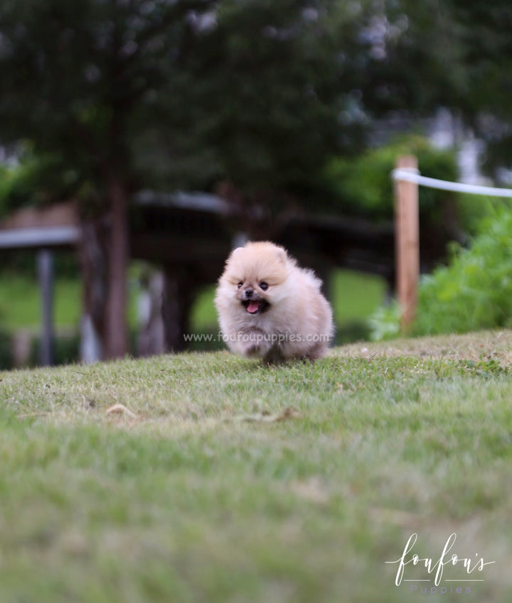 Cookie - Pomeranian F. – Foufou Puppies
