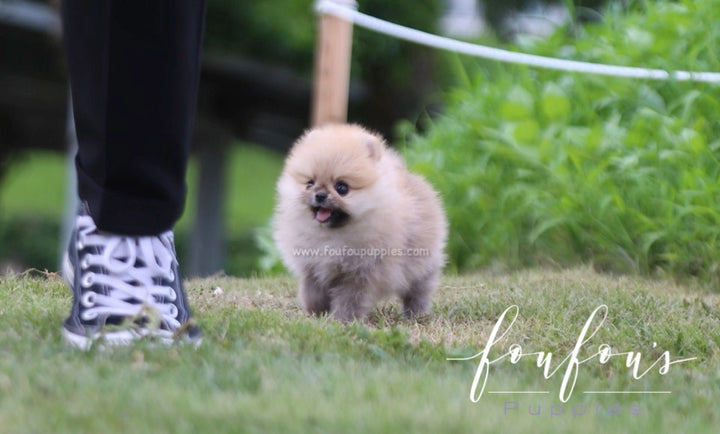 Cookie - Pomeranian F. – Foufou Puppies