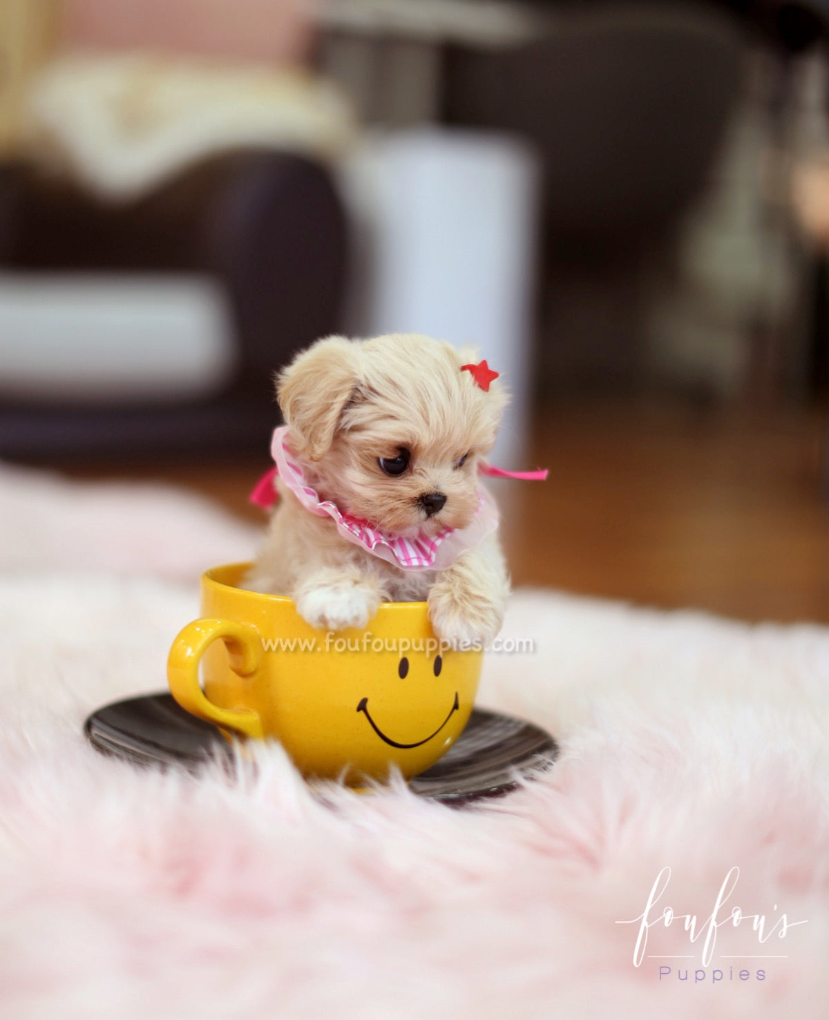 Matilda - Maltipoo F. – Foufou Puppies