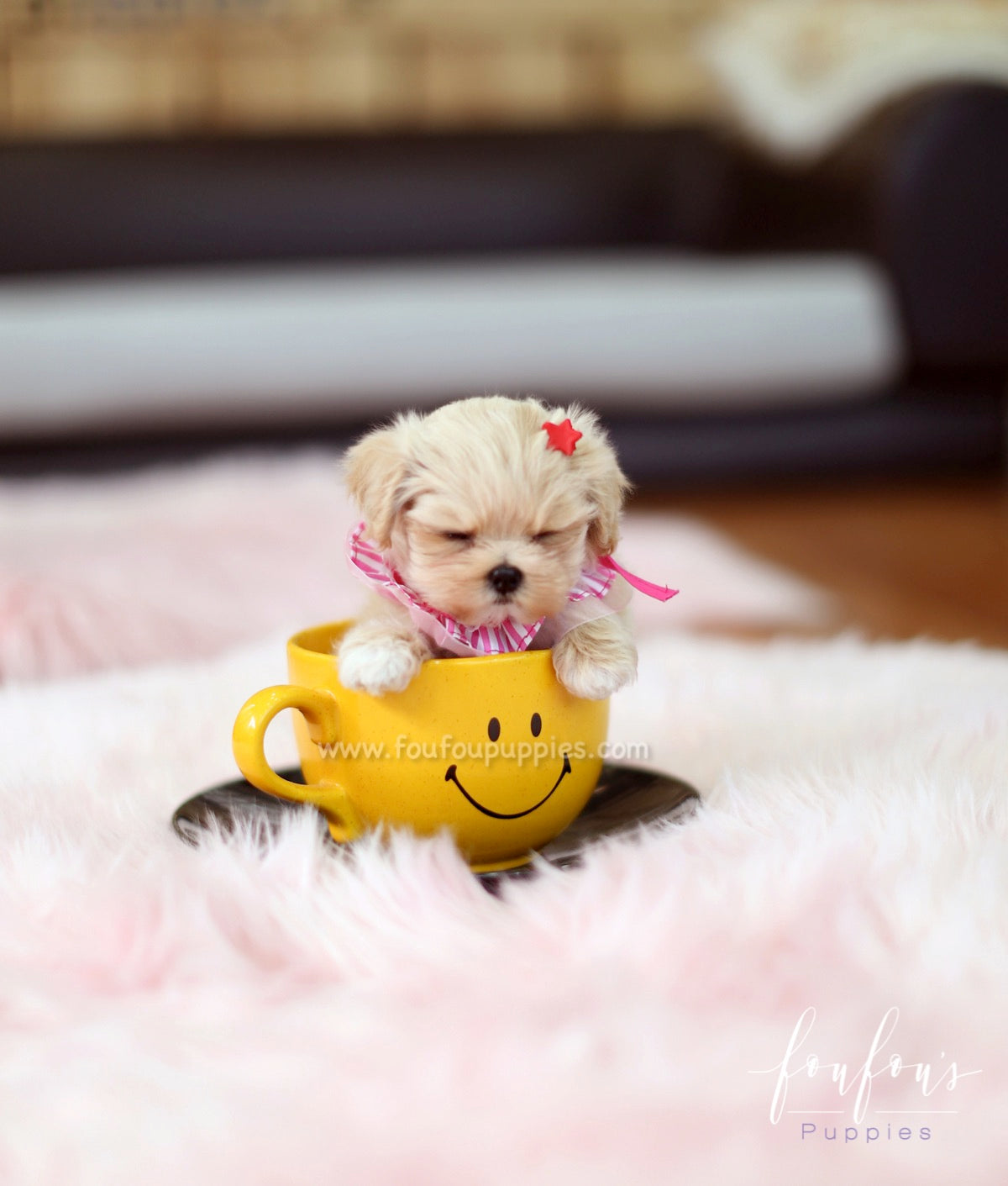 Matilda - Maltipoo F. – Foufou Puppies