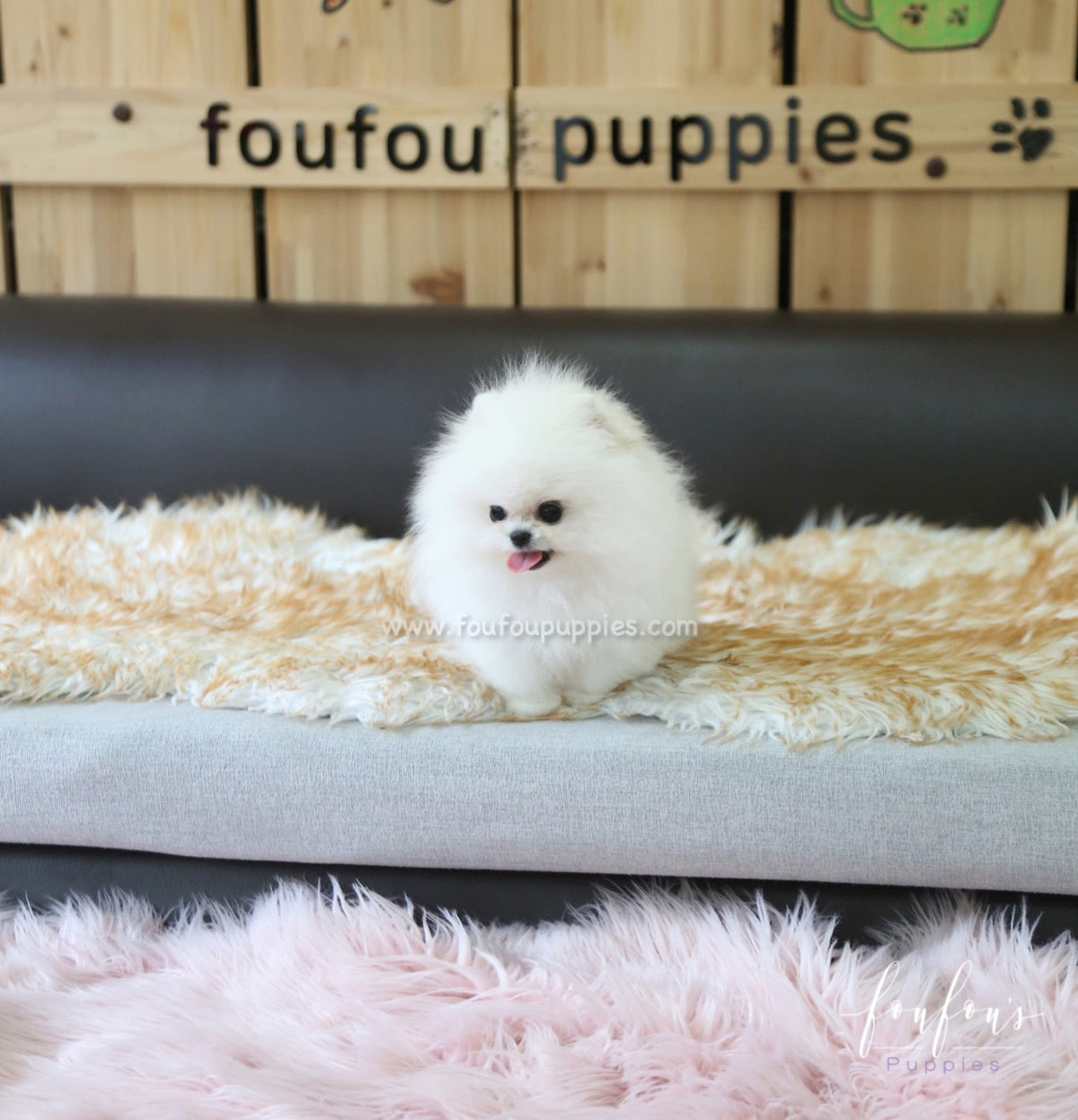 Neo - Pomeranian M. – Foufou Puppies
