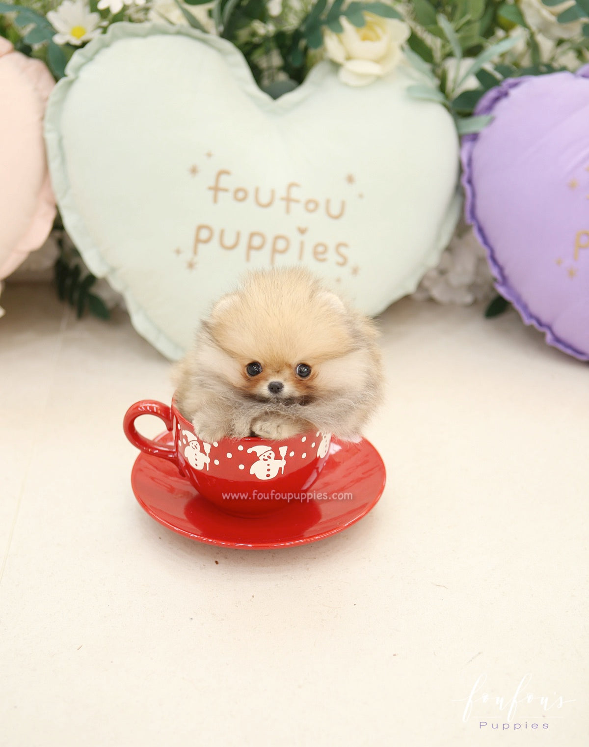 Jazzy - Pomeranian F. – Foufou Puppies