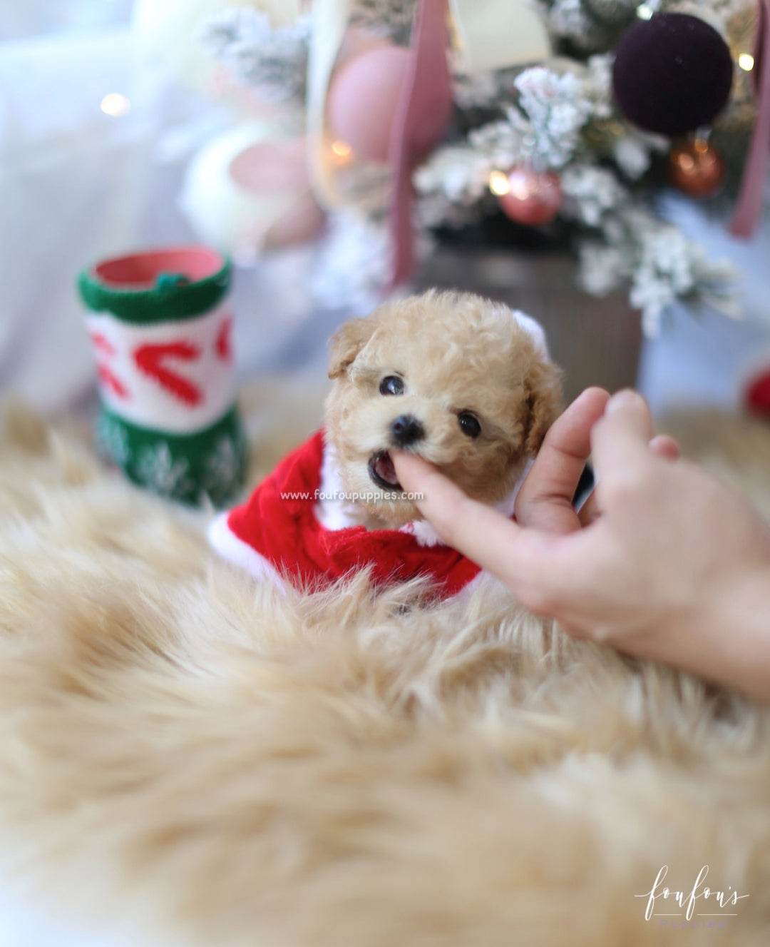 Pixie - Poodle F. – Foufou Puppies