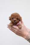 Prince - Poodle M. – Foufou Puppies