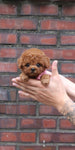 Prince - Poodle M. – Foufou Puppies