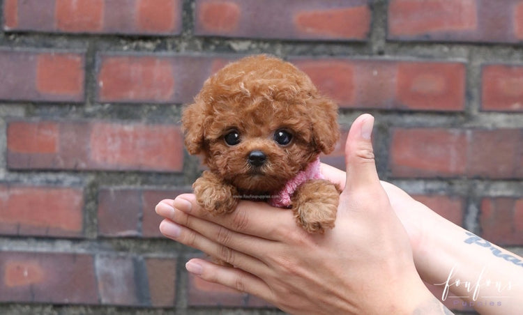Prince - Poodle M. – Foufou Puppies