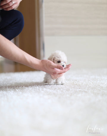 Coco - Poodle F. – Foufou Puppies