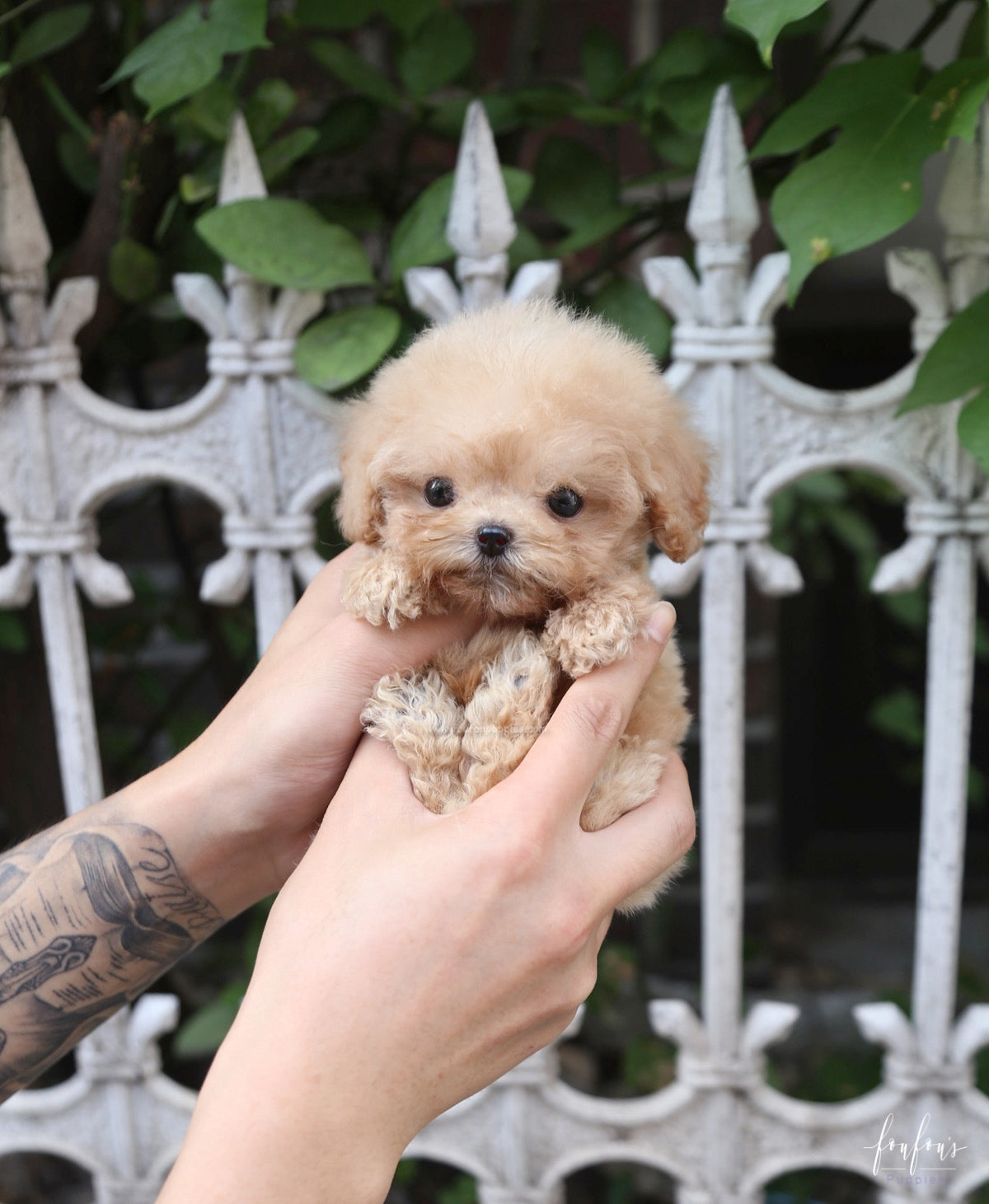 Pooh - Poodle M. – Foufou Puppies