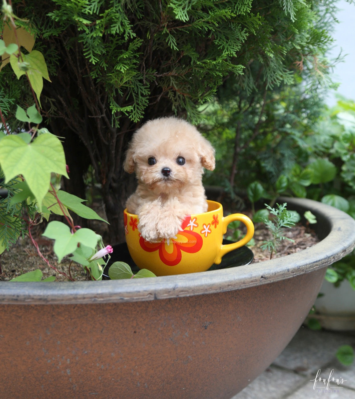 Pooh - Poodle M. – Foufou Puppies