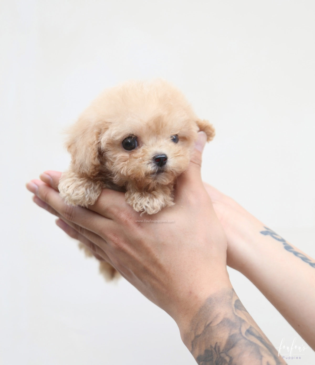 Pooh - Poodle M. – Foufou Puppies