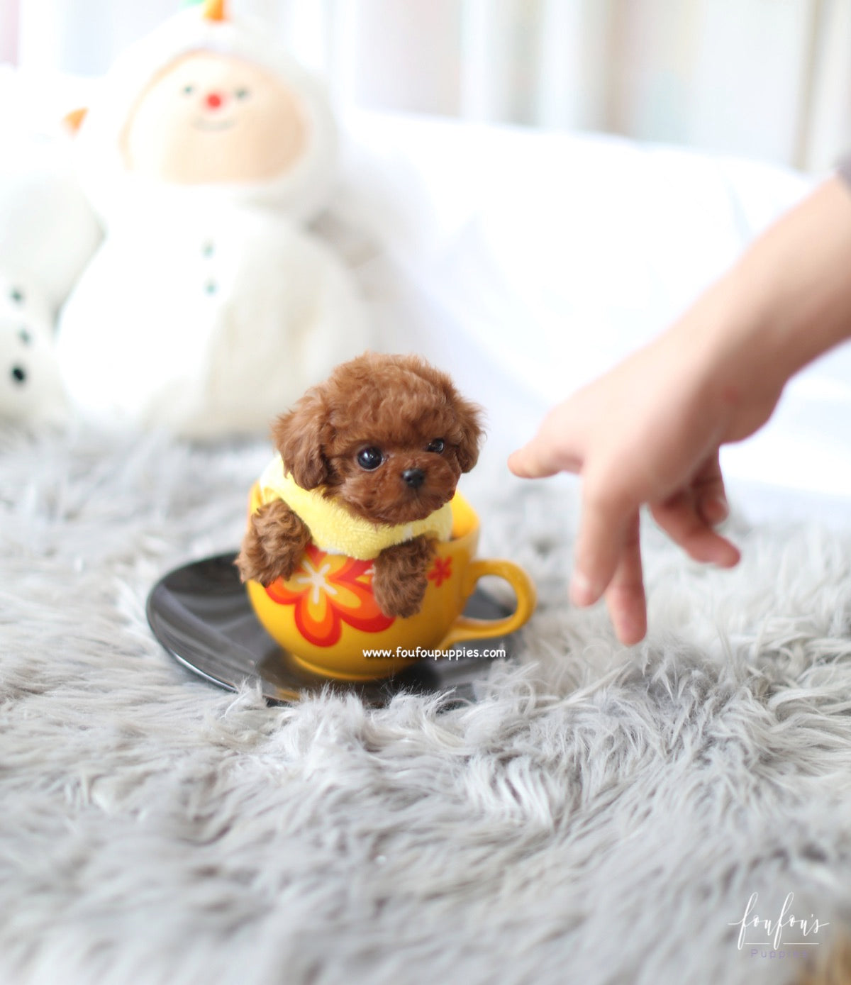 Prince - Poodle M. – Foufou Puppies