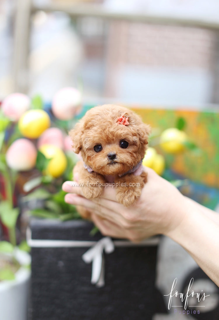 Zoey - Poodle F. – Foufou Puppies