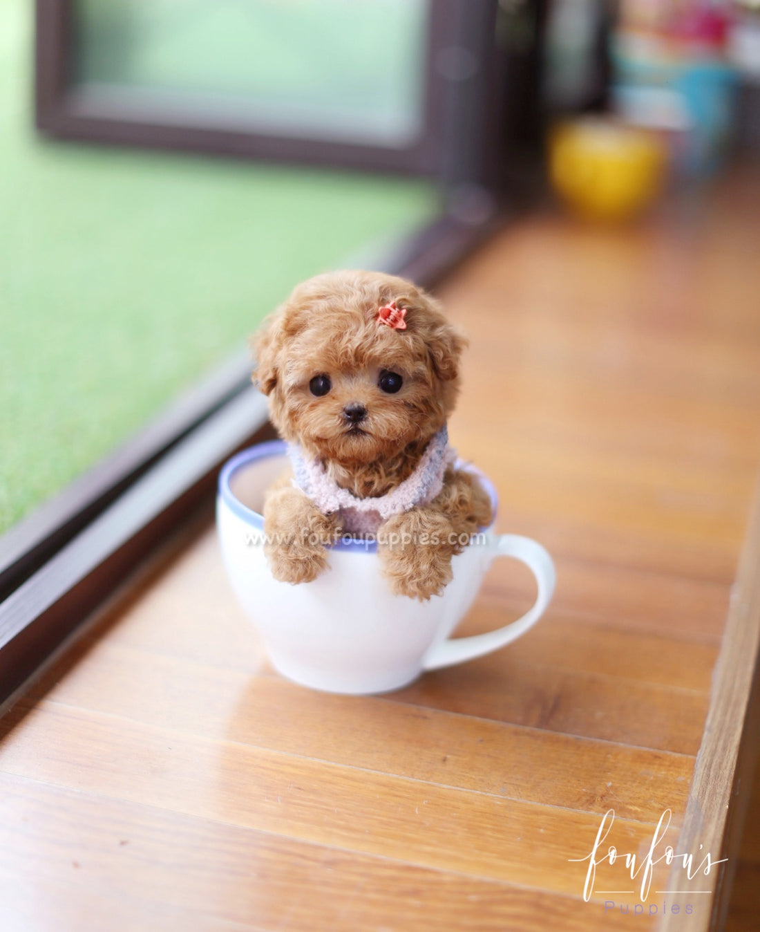 Zoey - Poodle F. – Foufou Puppies