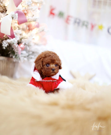 Coco - Poodle F. – Foufou Puppies