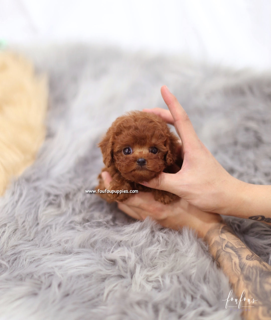 Coco - Poodle F. – Foufou Puppies