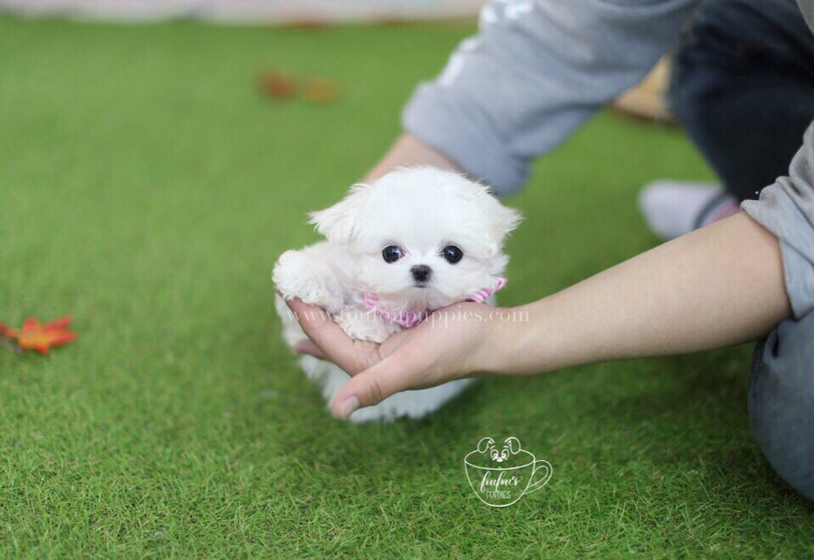 Teacup Maltese for Sale | Mini Toy Maltese Puppies – Page 3 – Foufou ...