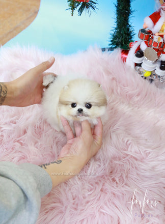 Fendi - Pomeranian F. – Foufou Puppies