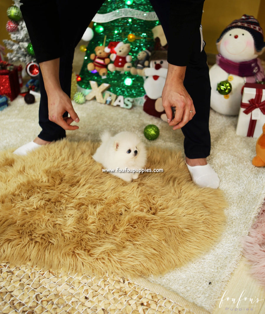 Belle - Pomeranian F. – Foufou Puppies