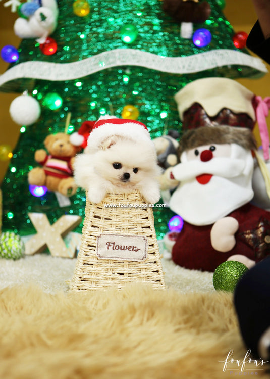 Belle - Pomeranian F. – Foufou Puppies