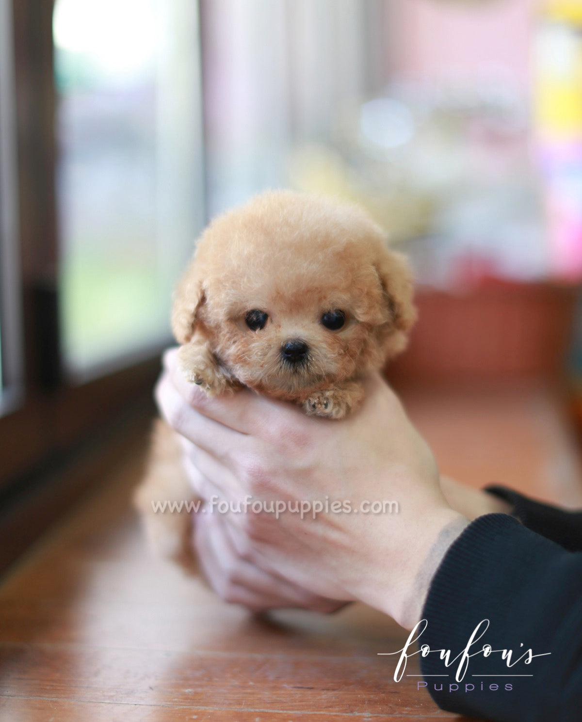 Pixie - Poodle F. – Foufou Puppies