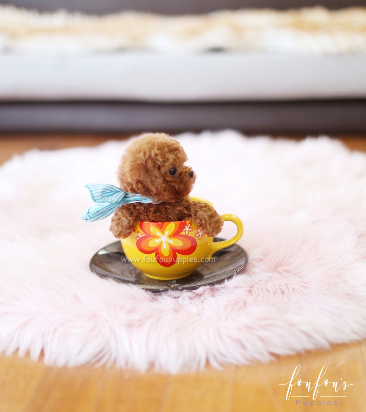 Boubou - Poodle M. – Foufou Puppies