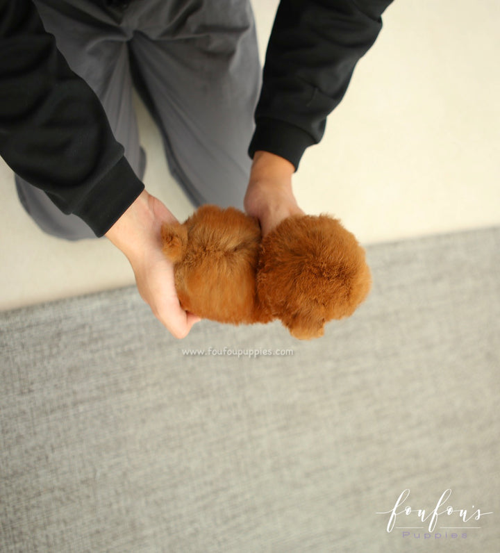 Ruby - Poodle F. – Foufou Puppies